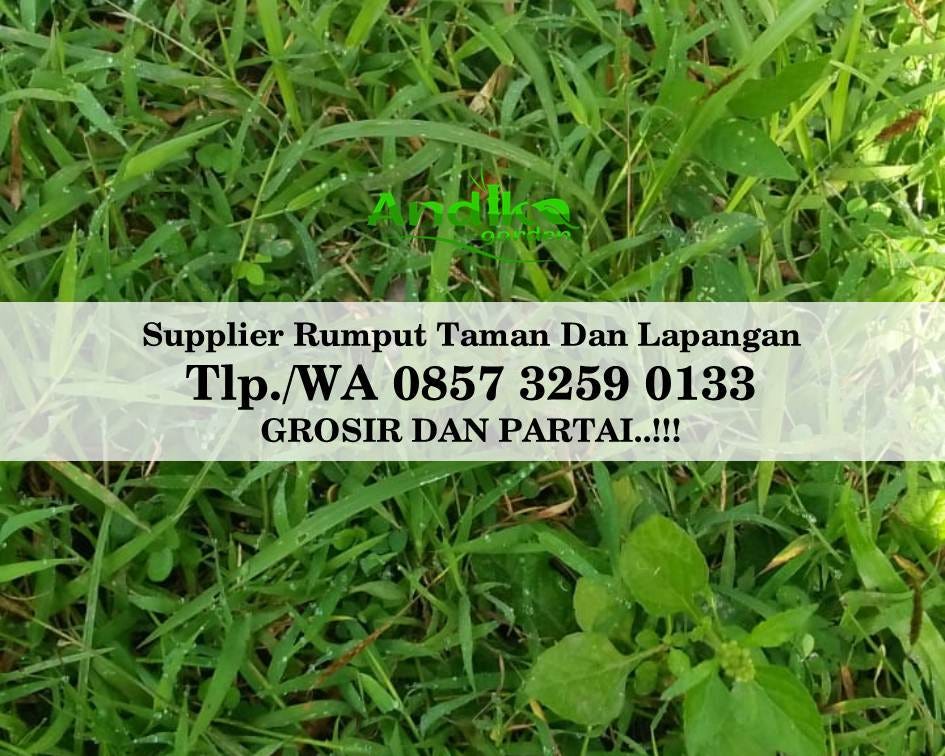 CALL 0857 3259 0133, Tanam Rumput Swiss Kota Yogyakarta | by Harga ...