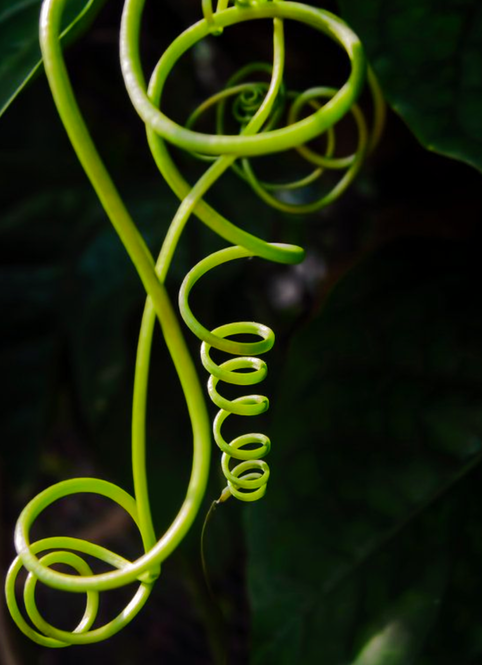 Tendrils. Those rogue strands of your hair | by Nirmal Thrideep | Medium