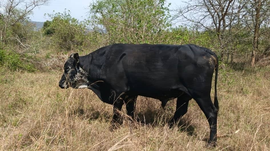 The Bull Who Taught Me About Life | by Albert Rweyemamu | Medium
