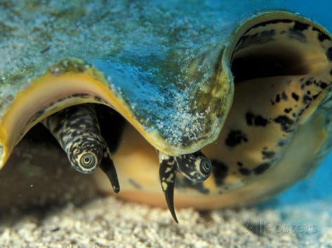 Conch Of Further Reading