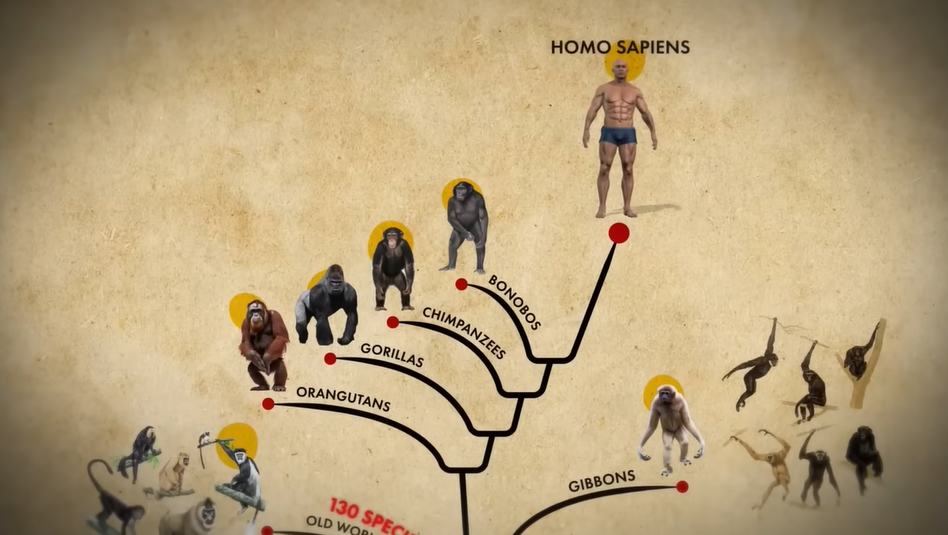 How and where did the first human come from ! | by Shaggu Niazi ...