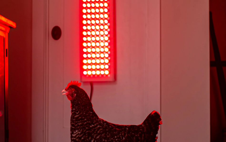 Shedding Light on the Benefits of Red Light Therapy for Pets | by Mito ...