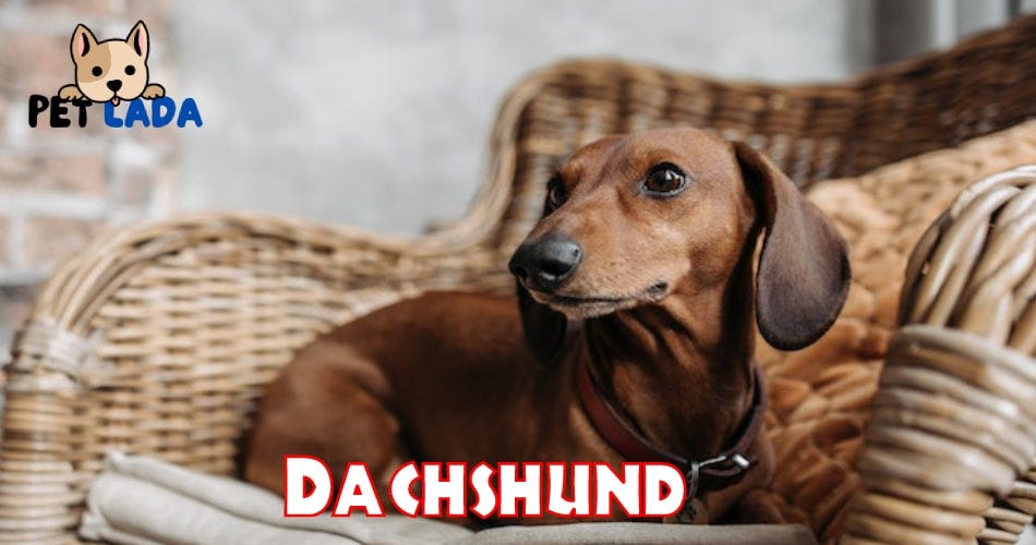 10 Best Low Maintenance Best Dog Breeds For People With Busy Life | by Pet Lada | May, 2023 | Medium