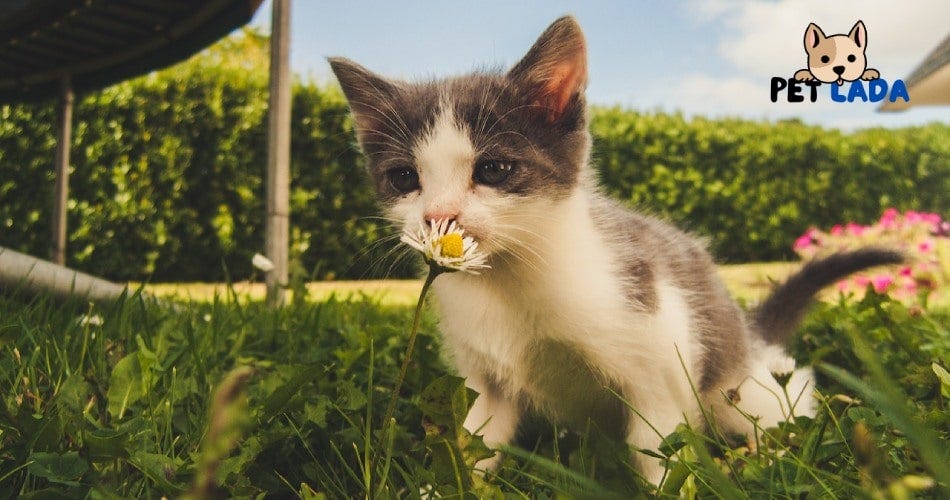 How Does My Cat Age?. How Does My Cat Age? | by Pet Lada | Medium
