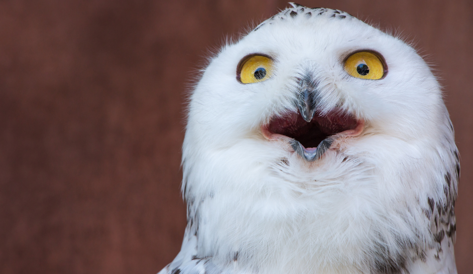 Lessons from Regulatory Actions Against High-Volatility Meme Coins | by ...