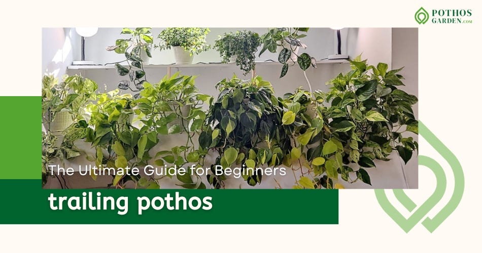trailing pothos. Pothos, the cherished houseplant that… | by Mona craig ...