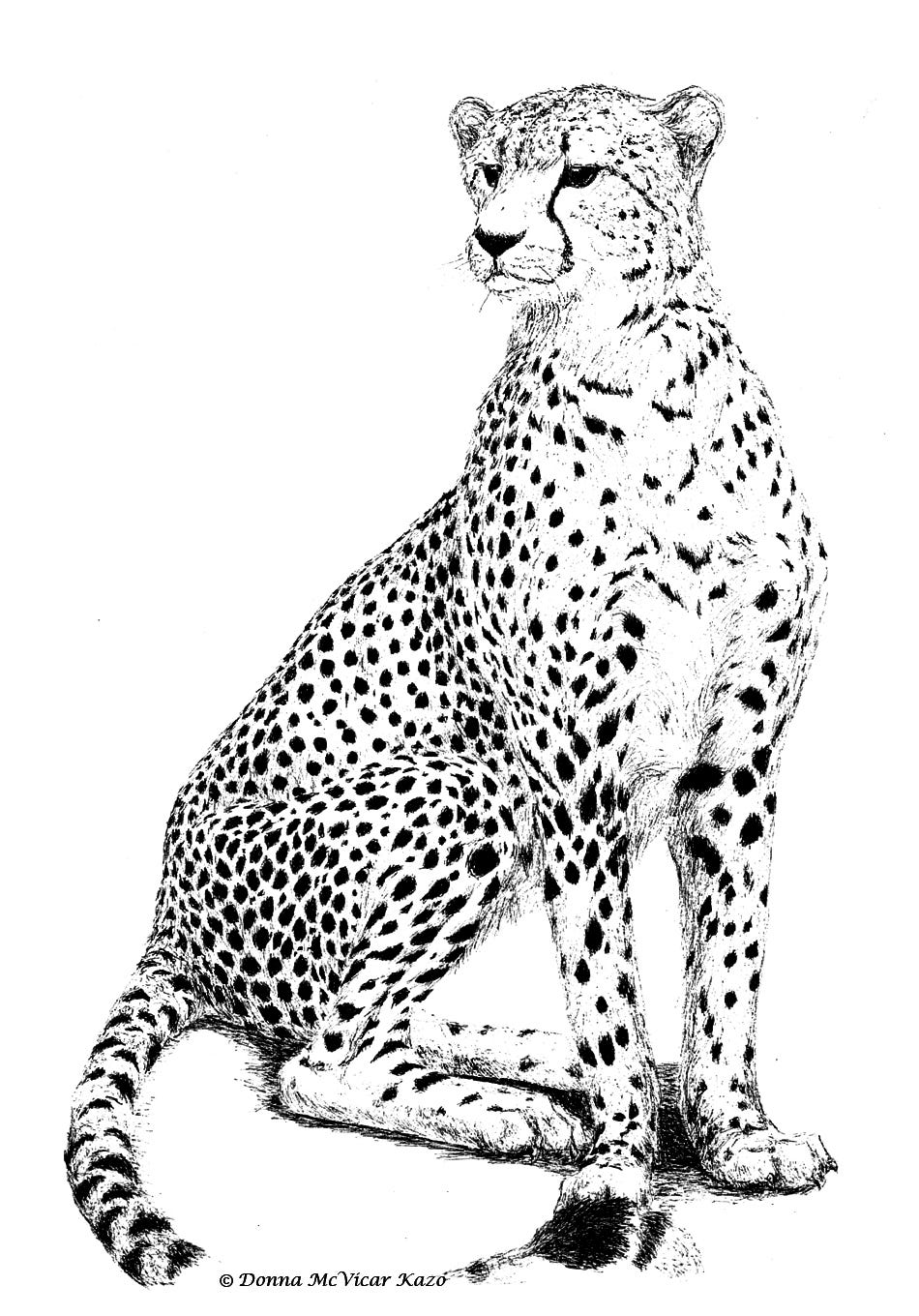“Cheetah Study” ink drawing. Day 38 of my 2025 artwork retrospective ...