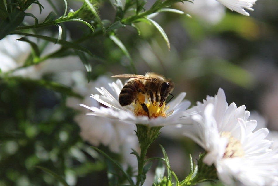Saving The World With Bees — How Richard Ouellette’s Book Gets The Ball ...