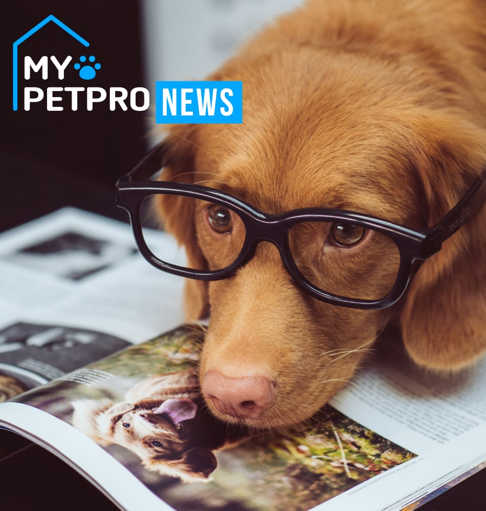 Production and distribution of pet contents in partnership with ...