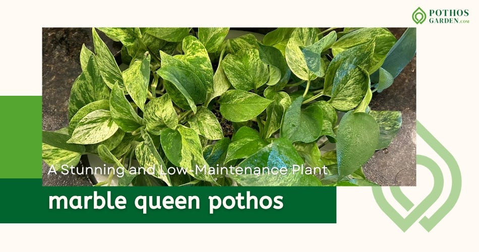 Marble Queen Pothos. Overview of Marble Queen Pothos | by Mona craig ...