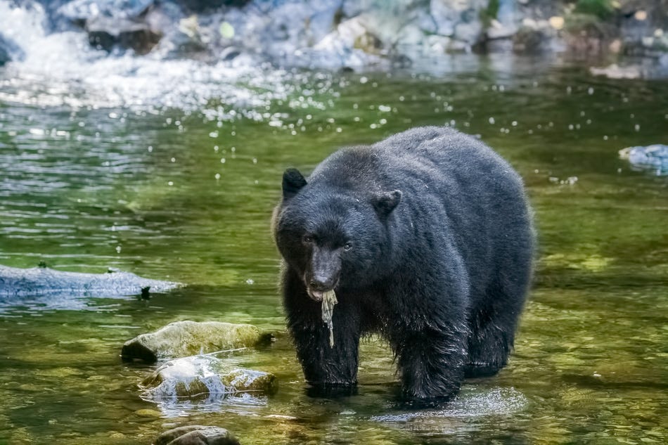 The Great Bear Sea is a great new ocean region transferring mindset for ...