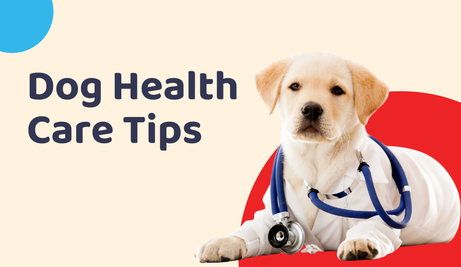 Pets (Dogs) Health Tips, Information, and Important Health Care ...