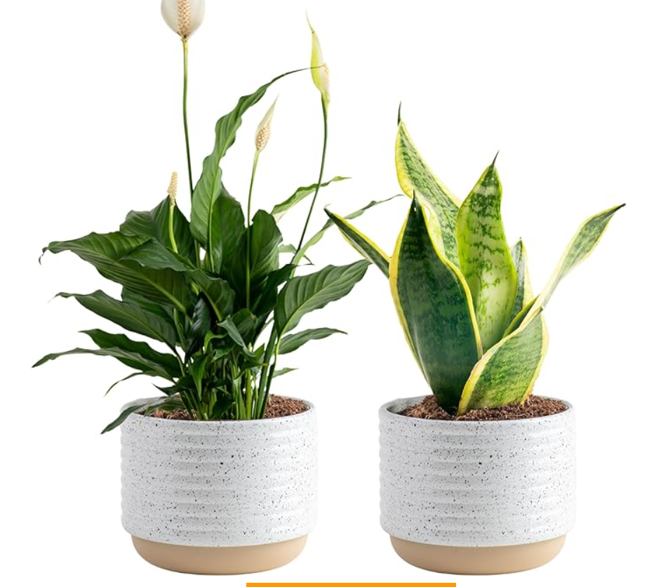 Best Indoor Air Purifying Plants: A Guide to Breathing Fresh Air | by ...