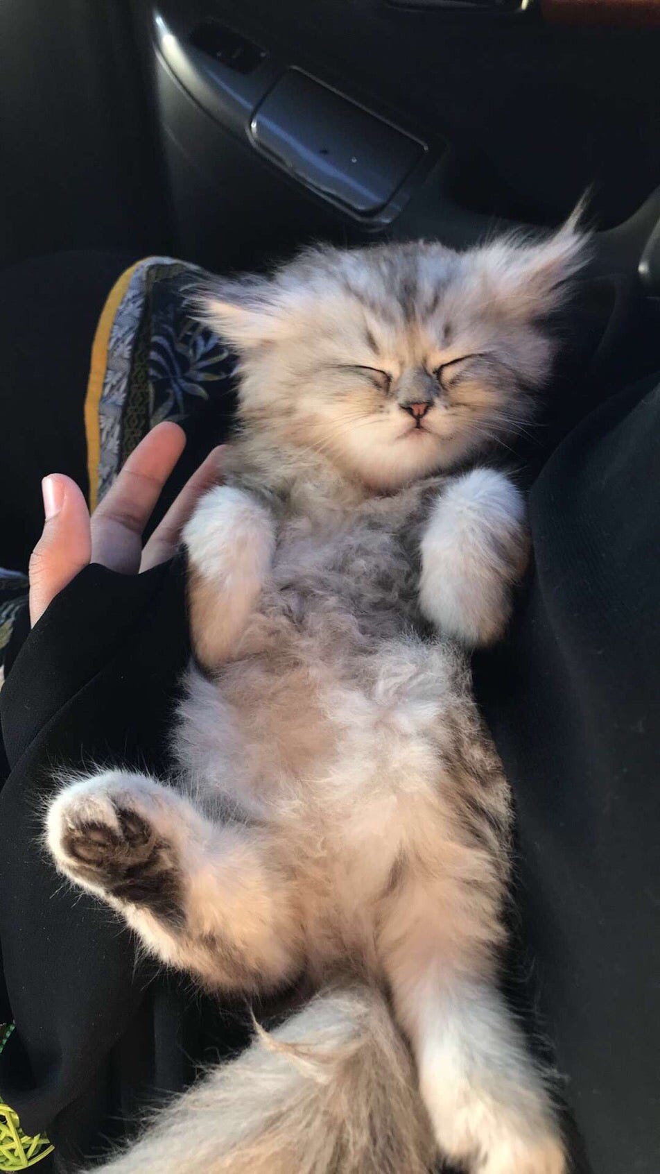 My Cat’s life in 6 pictures - Amal Assad - Medium