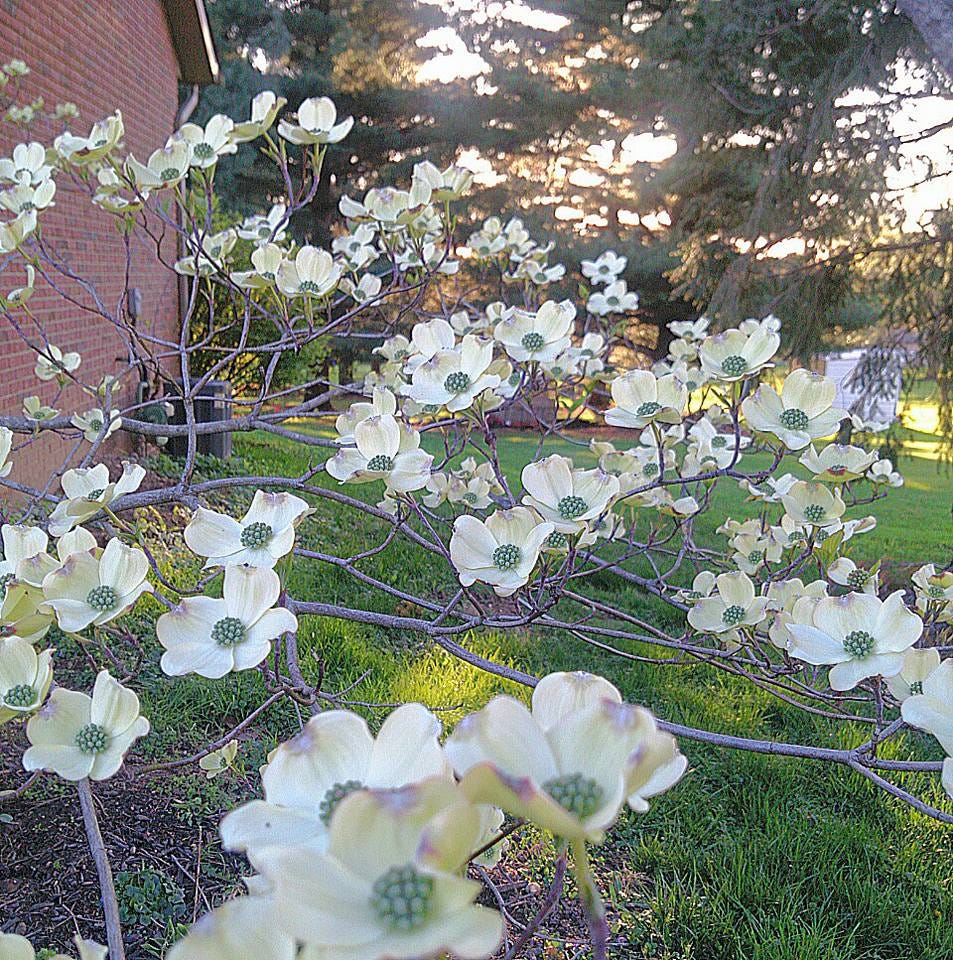 Flowers: The Arch-Rival of Us All | by April Walterscheid | Medium