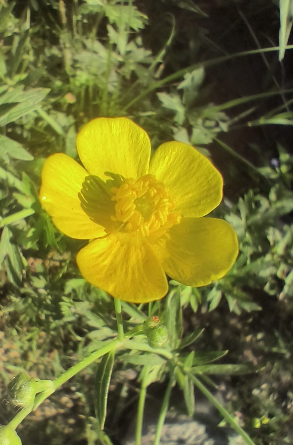 An Anthophile's Afternoon Walk | by Dr AiBee Bee | Apr, 2024 | Medium