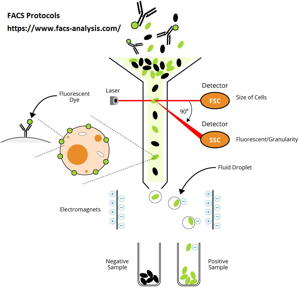 FACS Protocols | by Facs Analysis | Medium