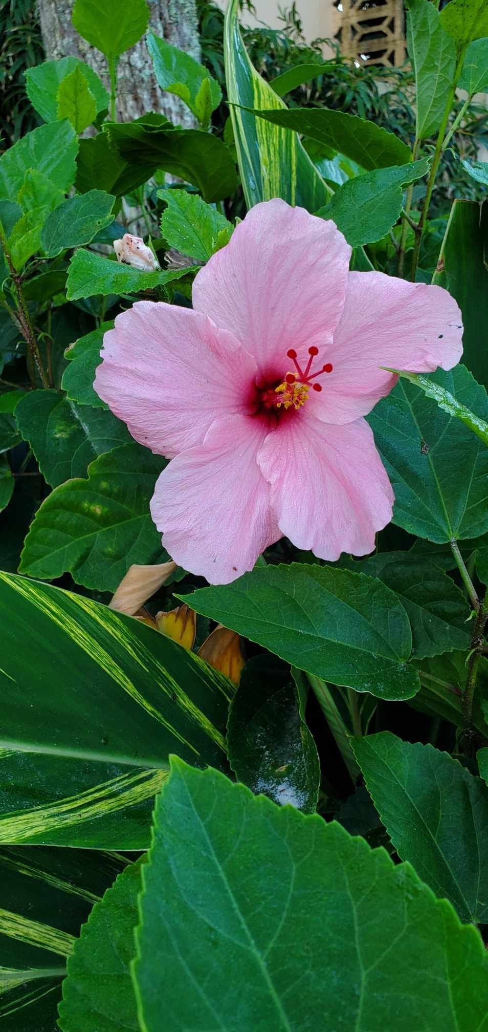 The Colors Call to my Soul. Flowers capture my attention no matter ...