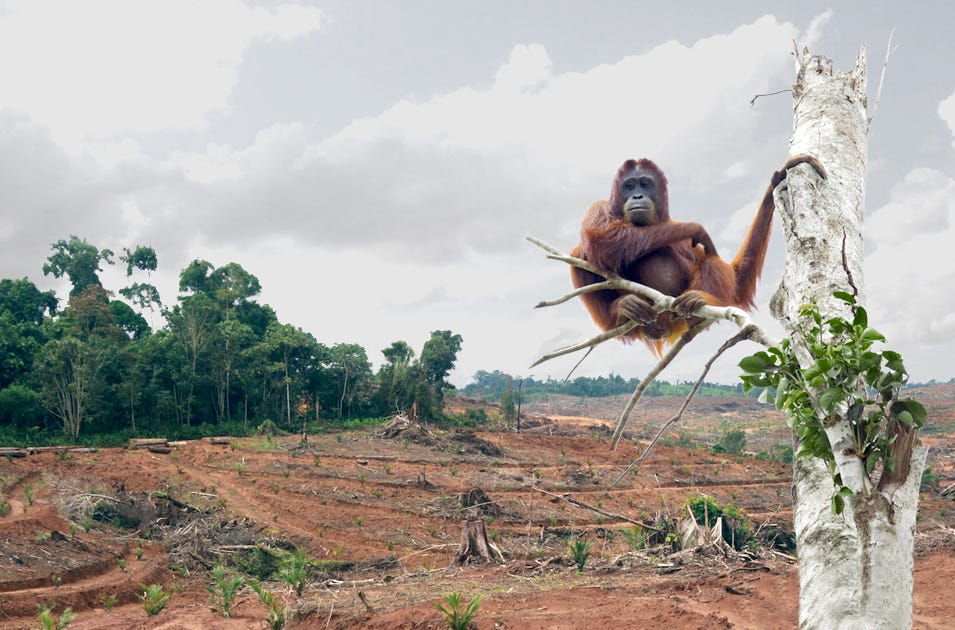 Why Boycotting Palm Oil Won’t Work | by Daisy Dardon | Medium