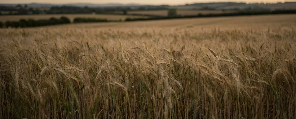 The Quiet Field. No one noticed the mistake. | by Chris Rowe | Jan ...