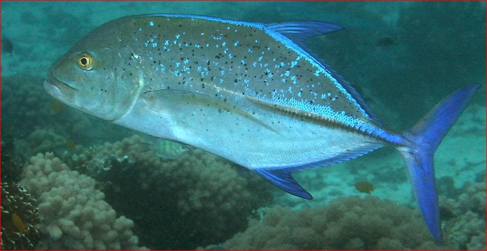 O-Fish-ial Fun Fact Thursday — 19 April 2018 | by Graham Traas | Medium