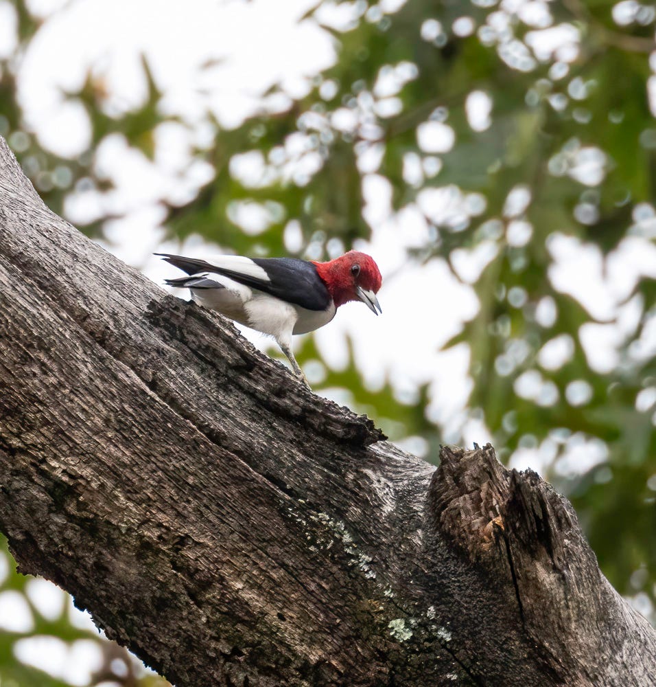 An Iconic Bird of the Oak Savanna | by Bill Davison | Medium