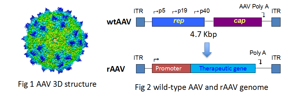 AAV gene therapy — best way to get packaged gene delivered for experiments | by Packgene Biotech ...