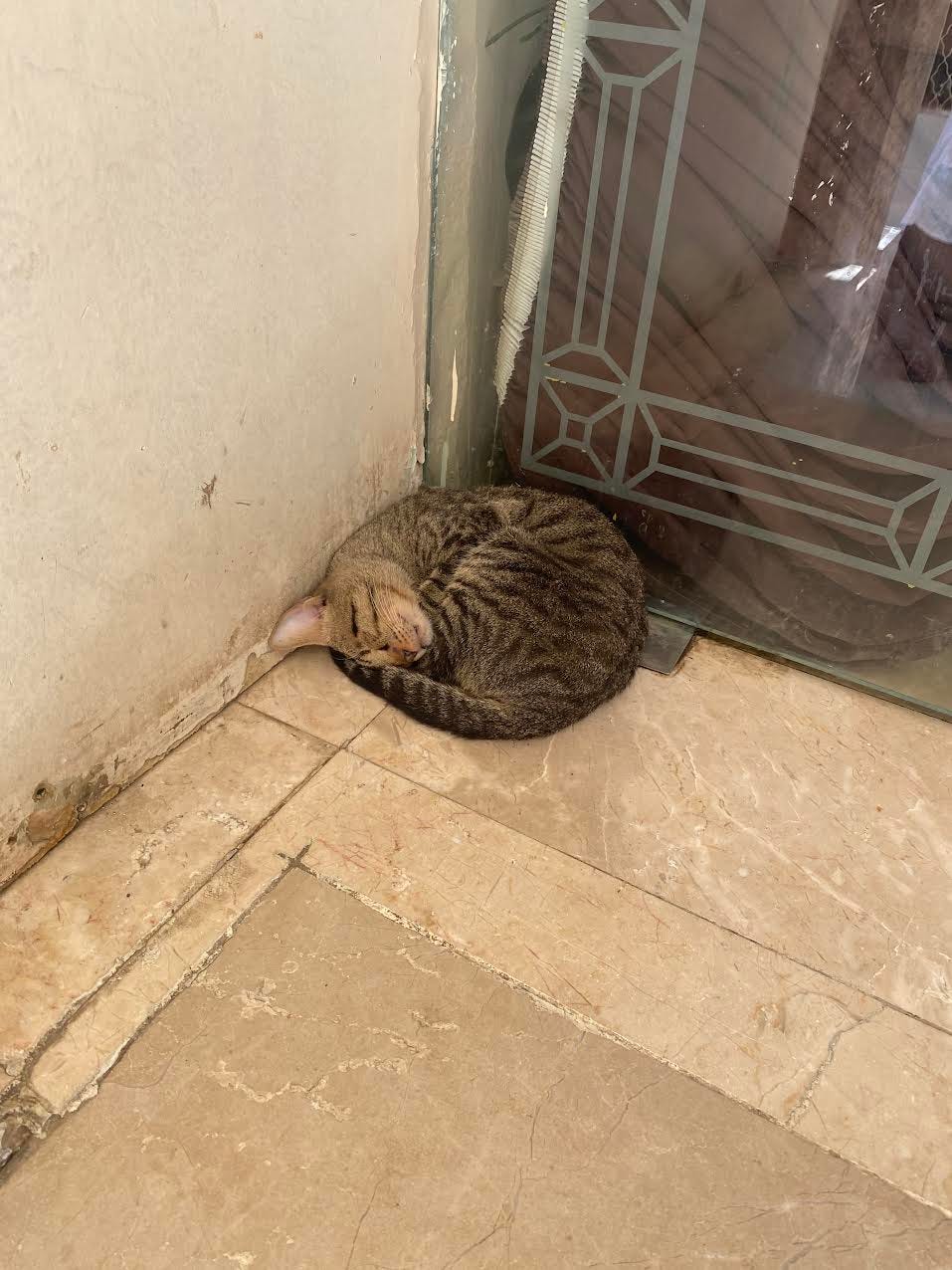 The Cats Of The Streets of Mecca. The cats of the streets of Mecca | by ...