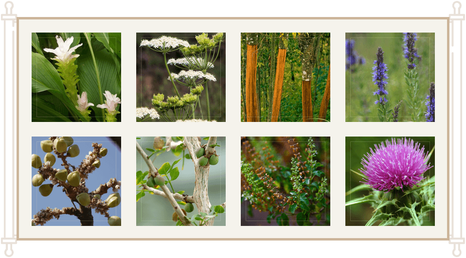 Eight Biblical Herbs, One Supplement, A Lifetime Of Wellness and Grace ...