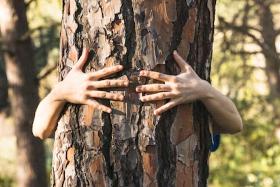 "The Philosophy of Tree". Ch. 3.Everyone finds their own tree. | by ...