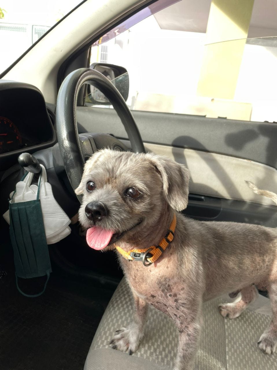 Embracing Imperfections: Life with Dogs | Medium