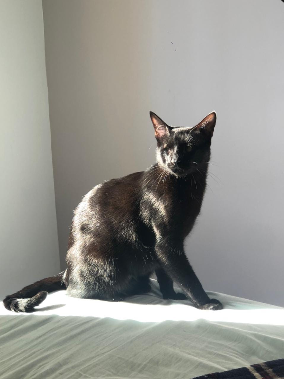 Nile, The Cat ( Nilo, o gatinho). I was once married to André. He grew ...