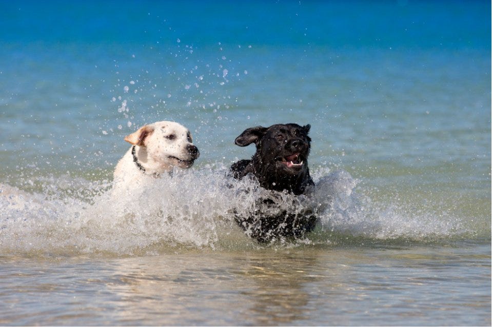 REASONS WHY LABRADORS LOVE WATER SO MUCH | by lovelabworld | Medium