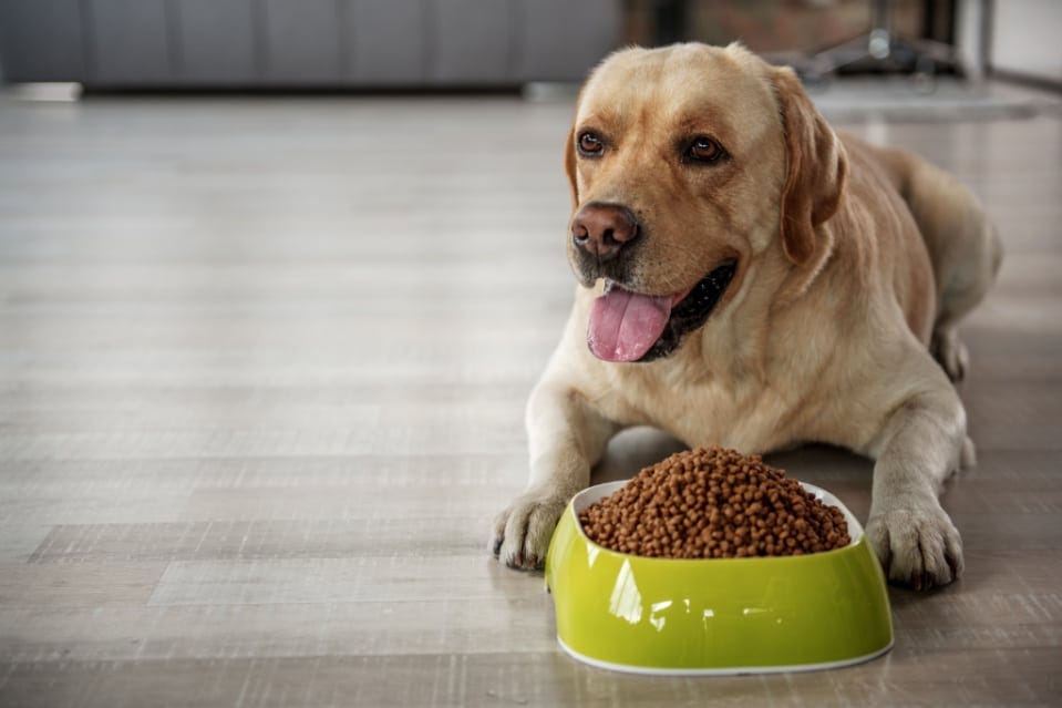 LABRADOR OBESITY: CAUSES, REMEDIES, AND MORE | by lovelabworld | Medium