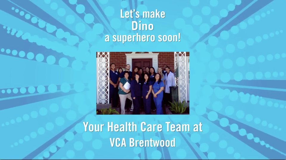 Become Vethical Hero today!. VCA And AdGreetz Newest Campaign | by ...