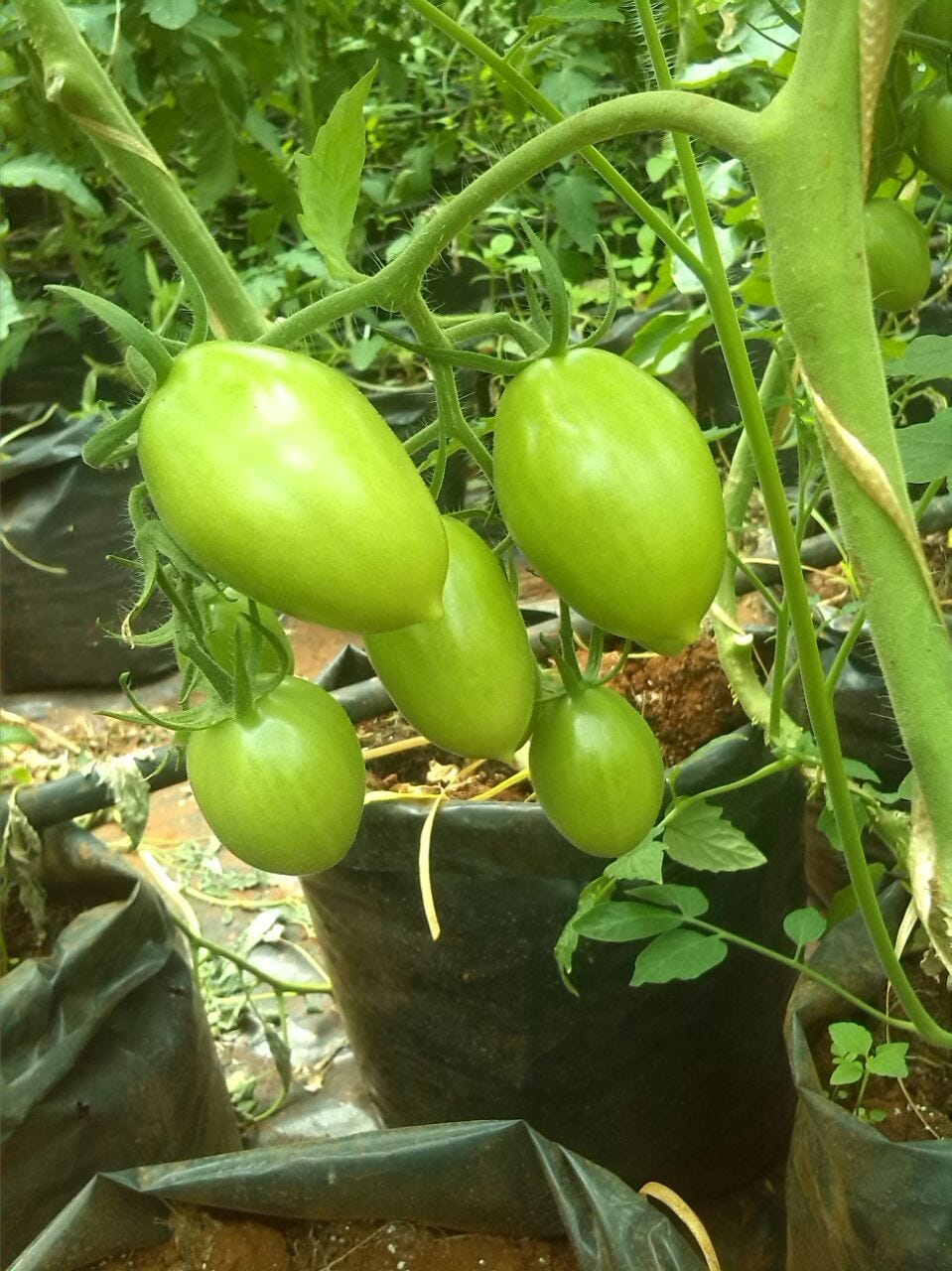 Welcome. Join us for your growth in Kenya through farming. | by ...