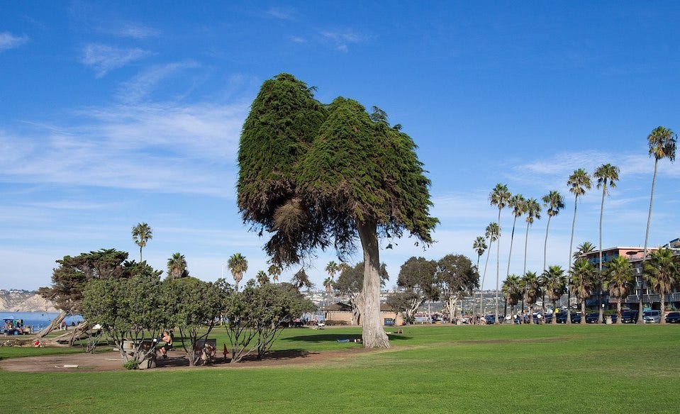 Farewell to the Lorax Tree. The Lorax Tree may have been killed by ...