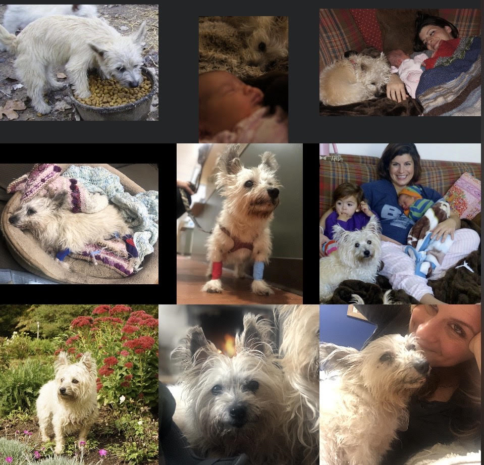 Elegy for Fifi. and the inevitability of death in an… | by Alice ...