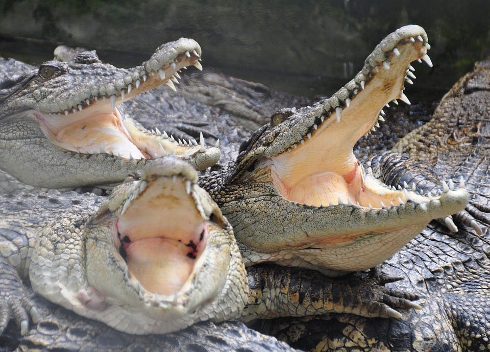 The Three Crocodiles. The sun crept below the mangroves… | by Auden ...