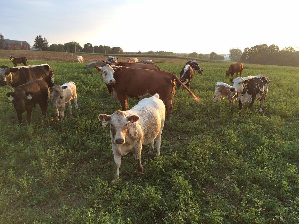 Featured Farms #1. Getting to know our partner farms | by Braise Local ...