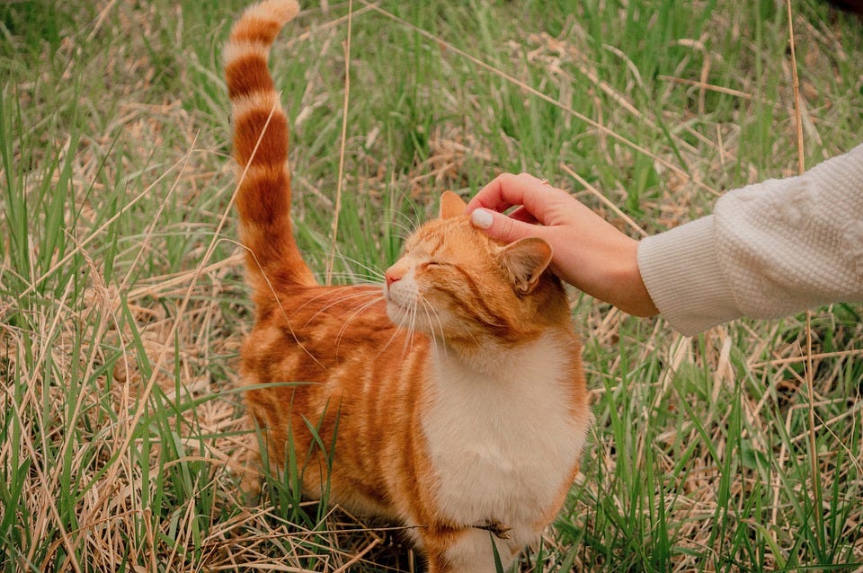 Today is Your Day to be Kind. So, which kind do you choose? | by Karen ...