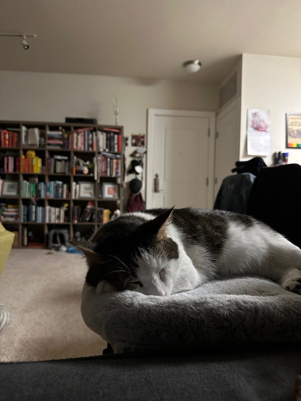 30 Till 30 | How to Train your Screaming Cat | by Jason Credo | Medium