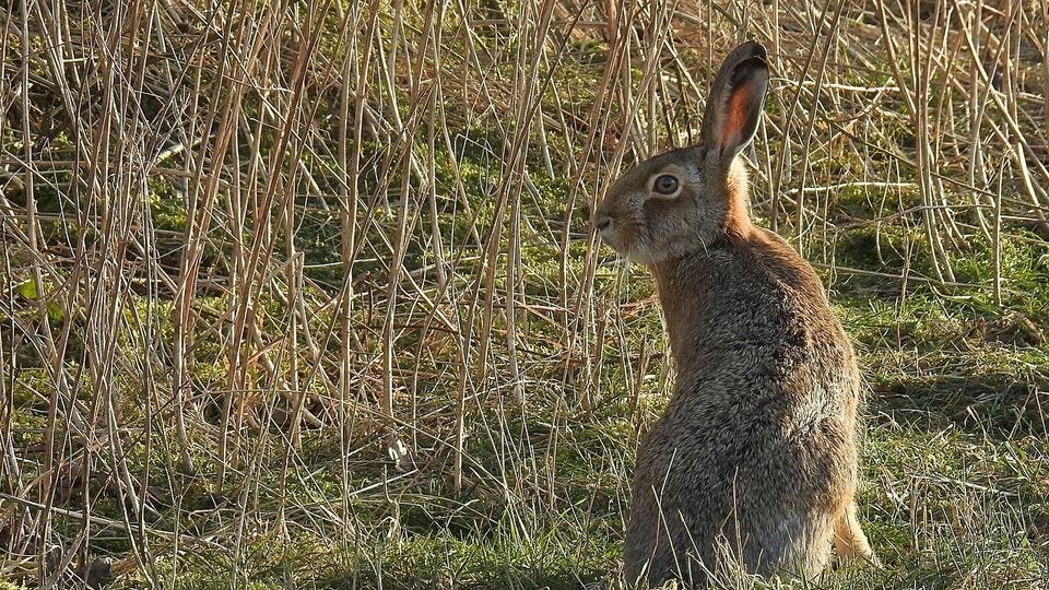 New measures to combat hare coursing in Lincolnshire now in force | by ...