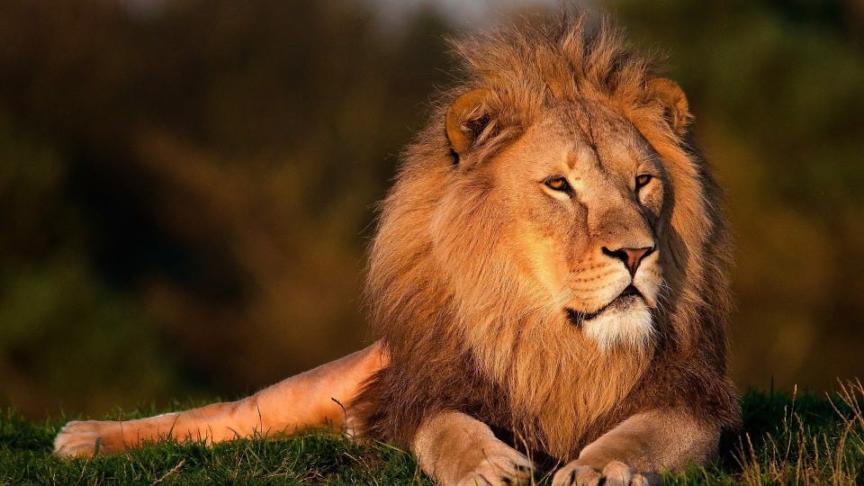 The lion inside you: Confidence. I had a professor in college who was ...