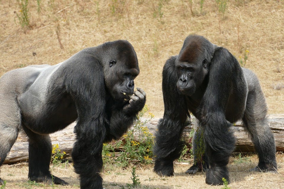 Five Charities Defending Great Apes (And How You Can Get Involved ...
