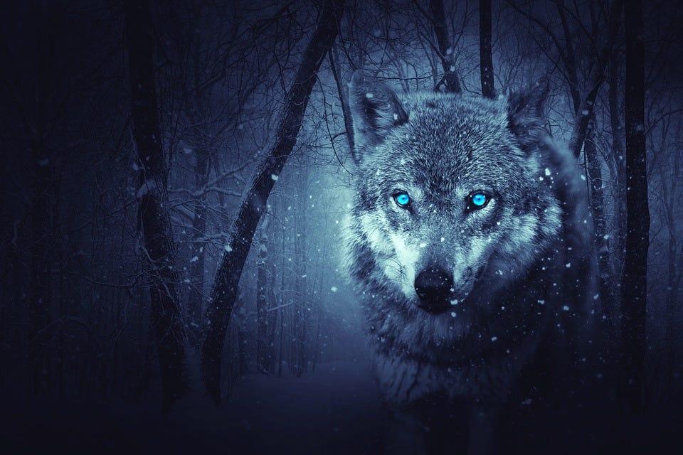 Wolf. I am a wolf | by Paula Dotson Frew | Medium