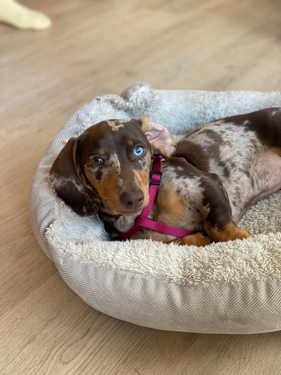 Top 10 Essential Puppy Supplies: A Guide to Start Your Pup’s Journey ...