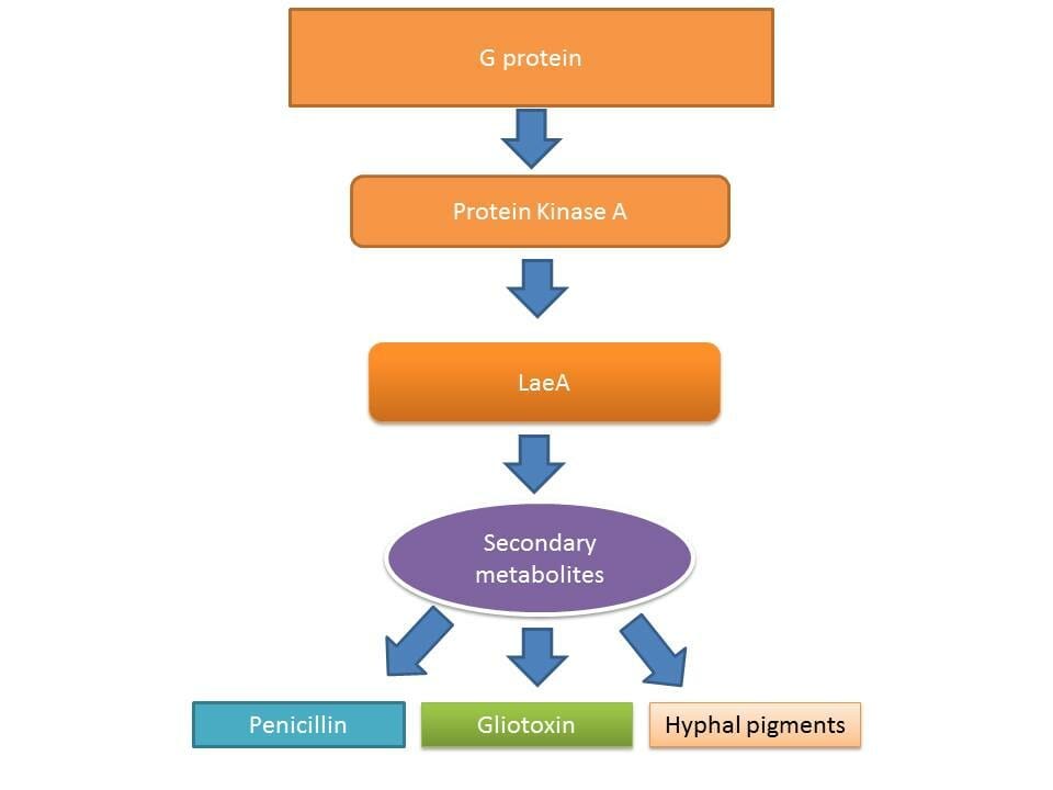Gliotoxin Symptoms: Causes & Treatment | by Symptom Finder | Medium