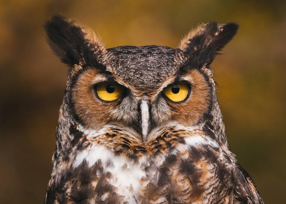 The Pool Owl. It was still gray outside in that… | by Andrea Rinard ...