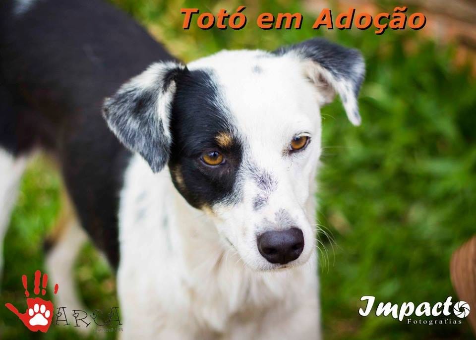 Adotar, um gesto de amor. Po Jéssica Roloff | by Caroline Andreoli | Arquivo 11 | Medium